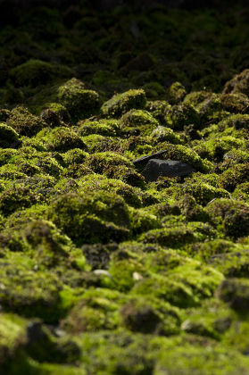 Common Hair Moss Polytrichum Commune Great Editorial Stock Photo ...