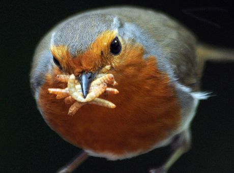 Fat Robin Beak That Full Mealworms Editorial Stock Photo - Stock Image ...