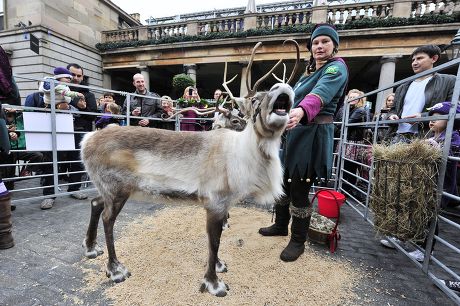 __COUNT__ Reindeer by Animal Dramatics in Covent Garden to celebrate ...