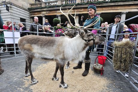 __COUNT__ Reindeer by Animal Dramatics in Covent Garden to celebrate ...