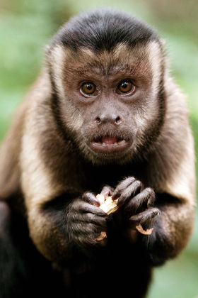 Close Blackcapped Capuchin Monkey Bush Babies Editorial Stock Photo ...