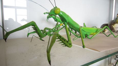 One Wang Zhengangs Soil Insect Models Editorial Stock Photo - Stock ...