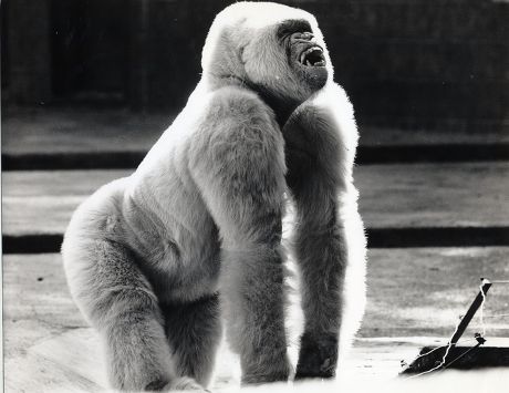 Copito Spanish Ape Barcelona Zoo Editorial Stock Photo - Stock Image ...