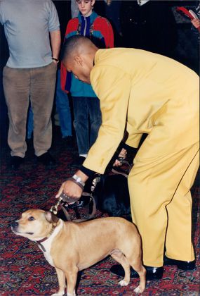 Boxer Gerald Mcclellan His Pet Pit Editorial Stock Photo - Stock Image ...