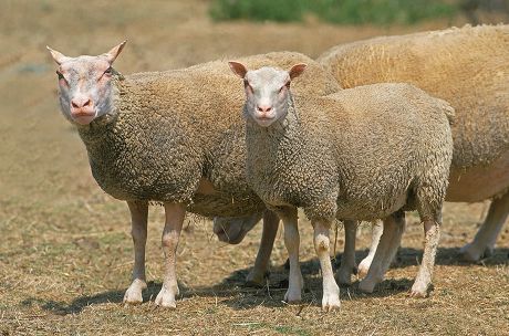 Charmois Sheep French Breed Editorial Stock Photo - Stock Image ...
