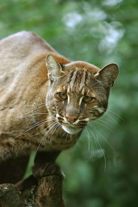 Asian Golden Cat Temminks Cat Catopuma Editorial Stock Photo - Stock ...
