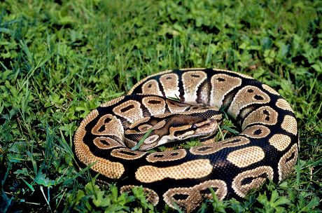Royal Python Python Regius Editorial Stock Photo - Stock Image ...