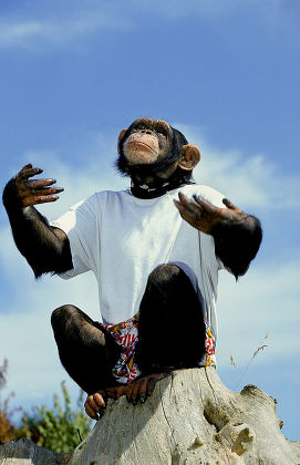 49 Chimpanzee circus Stock Pictures, Editorial Images and Stock Photos ...