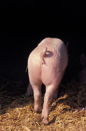 Large White Pig Pigglet Showing Bum Editorial Stock Photo - Stock Image ...