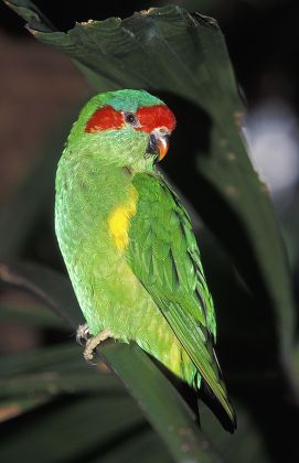 5 Musk parrot Stock Pictures, Editorial Images and Stock Photos ...