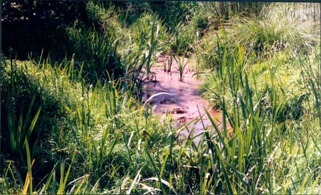 Chartley Moss Nature Reserve Editorial Stock Photo - Stock Image ...