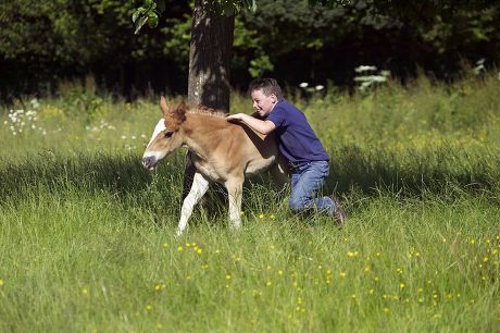 31 Norman cob horse Stock Pictures, Editorial Images and Stock Photos ...