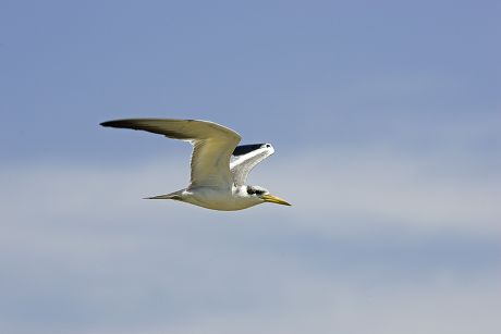Largebilled Tern Phaetusa Simplex Flight Los Editorial Stock Photo ...