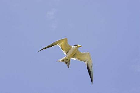 Largebilled Tern Phaetusa Simplex Flight Los Editorial Stock Photo ...