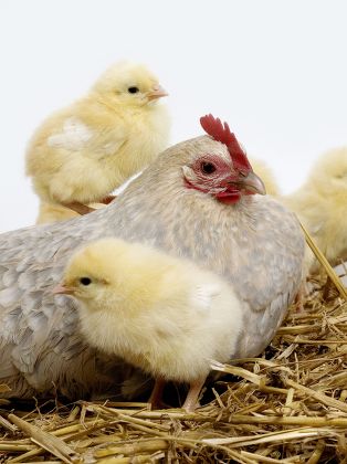 Barbu Duccle Breed Belgium Hen Chicks Editorial Stock Photo - Stock ...