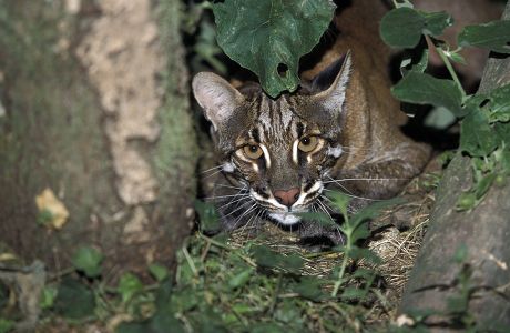 Asian Golden Cat Temminks Cat Catopuma Editorial Stock Photo - Stock ...