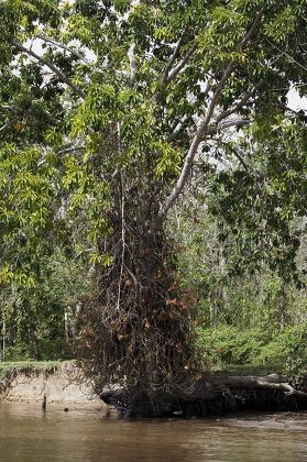 Tarapan Canonball Tree Couroupita Guianensis Orinoco Editorial Stock ...