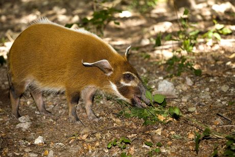 Red River Hog Bush Pig Potamochoerus Editorial Stock Photo - Stock ...