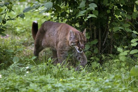 Asian Golden Cat Temminks Cat Catopuma Editorial Stock Photo - Stock ...