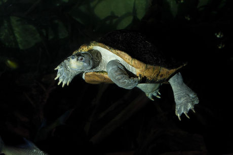 Giant Asian Pond Turtle Temple Turtle Editorial Stock Photo - Stock ...