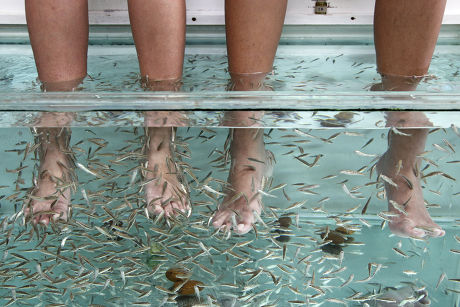 Fish Spa Therapy Treatment Showing People Editorial Stock Photo - Stock ...