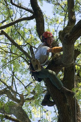 Men Pruning Trees Editorial Stock Photo - Stock Image | Shutterstock
