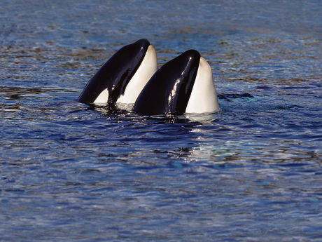 Killer Whale Orcinus Orca Head Emerging Editorial Stock Photo - Stock ...