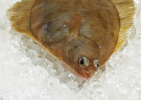 30 Brill fish Stock Pictures, Editorial Images and Stock Photos ...