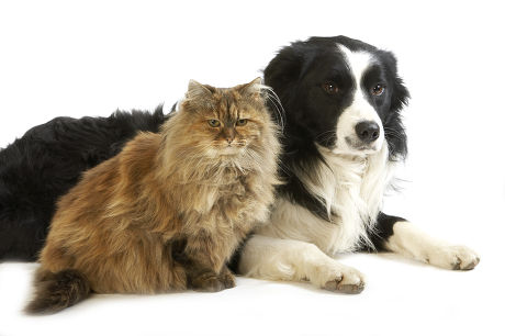 38 Tortoise shell persian cat Stock Pictures, Editorial Images and ...