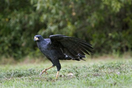Great Black Hawk Buteogallus Urubitinga Taking Editorial Stock Photo ...