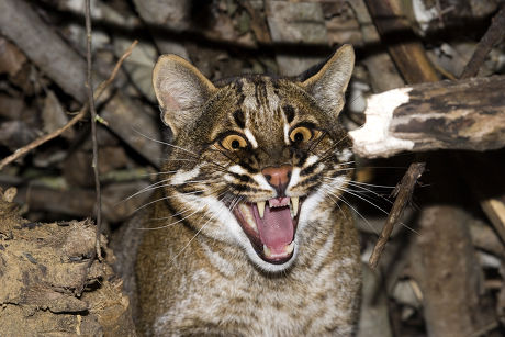 Asian Golden Cat Temminks Cat Catopuma Editorial Stock Photo - Stock ...