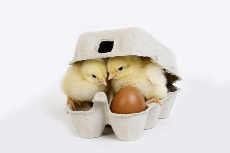 Chicks Egg Box Editorial Stock Photo - Stock Image | Shutterstock