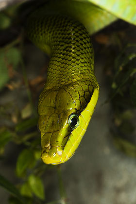 8 Red tailed rat snake Stock Pictures, Editorial Images and Stock ...
