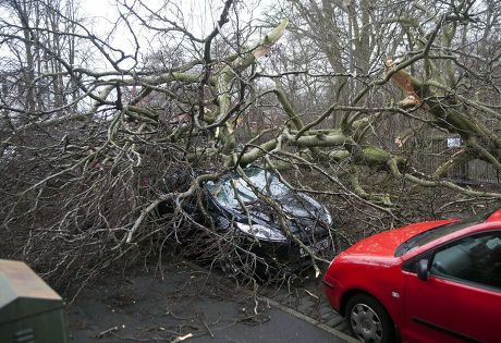 Aftermath Trees Falling Down Editorial Stock Photo - Stock Image ...
