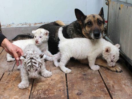 White Tiger Triplets Their Surrogate Dog Editorial Stock Photo - Stock ...