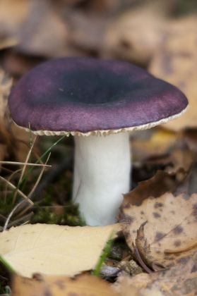Purple Brittlegill Russula Atropurpurea Editorial Stock Photo - Stock ...