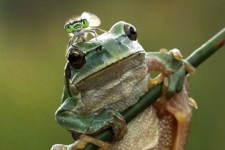 Dragonfly Sits On Head Frog Editorial Stock Photo - Stock Image ...
