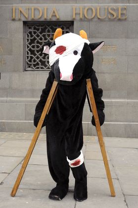 Peta Bull Protesting Outside India House Editorial Stock Photo - Stock ...