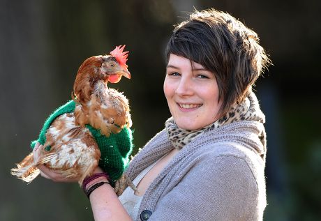Sarah Curson Rescue Chicken Wearing Woolly Editorial Stock Photo ...