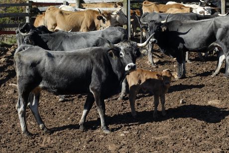 Spanish Cows Calf Cantabria Spain Editorial Stock Photo - Stock Image ...