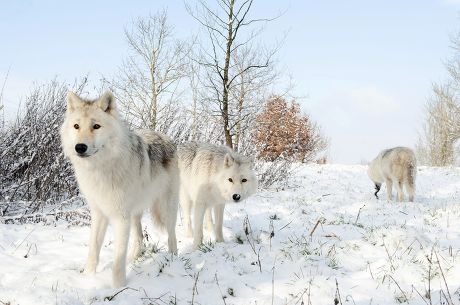 Arctic wolves enjoy the snow at the Wolf Conservation Trust in Beenham ...