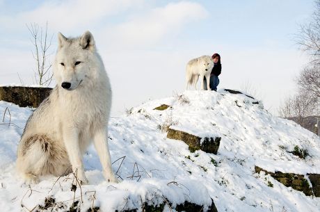 70 Arctic wolves Stock Pictures, Editorial Images and Stock Photos ...