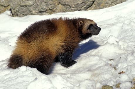 31 North american wolverine Stock Pictures, Editorial Images and Stock ...