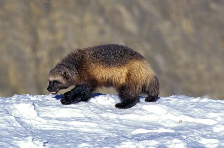 31 North american wolverine Stock Pictures, Editorial Images and Stock ...