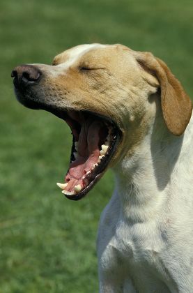 62 Dogs yawning Stock Pictures, Editorial Images and Stock Photos ...