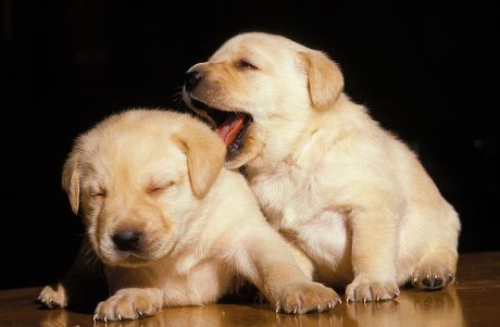 62 Dogs yawning Stock Pictures, Editorial Images and Stock Photos ...