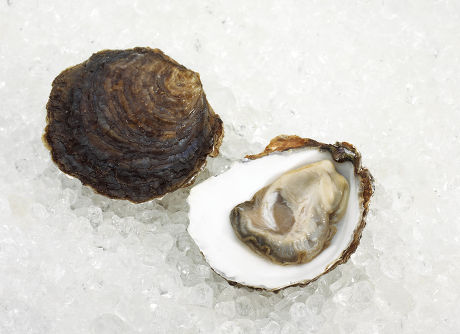 Belon Oyster Ostrea Edulis French Specy Editorial Stock Photo - Stock ...