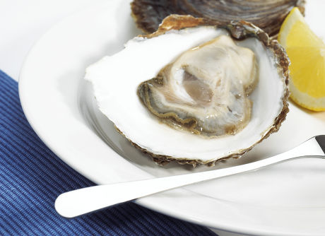Belon Oyster Ostrea Edulis French Specy Editorial Stock Photo - Stock ...