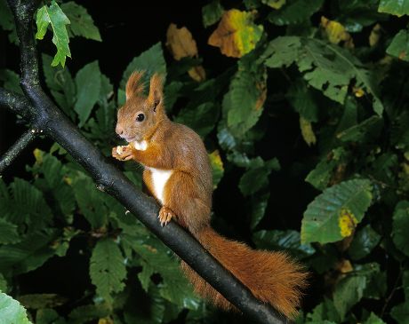 37 Chestnut squirrel Stock Pictures, Editorial Images and Stock Photos ...
