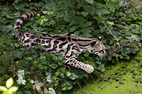 Margay Cat Leopardus Wiedi Adult Hunting Editorial Stock Photo - Stock ...
